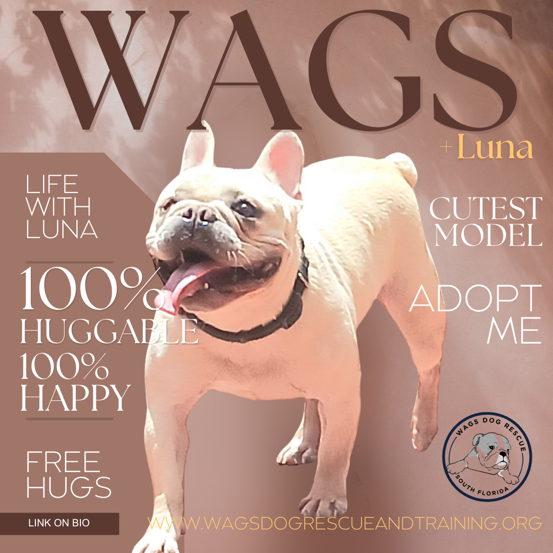 Wags Dog Rescue and Training